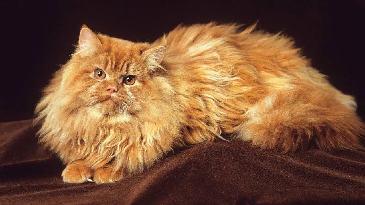 Persian Cat 101: Their Story & All You Need to Know