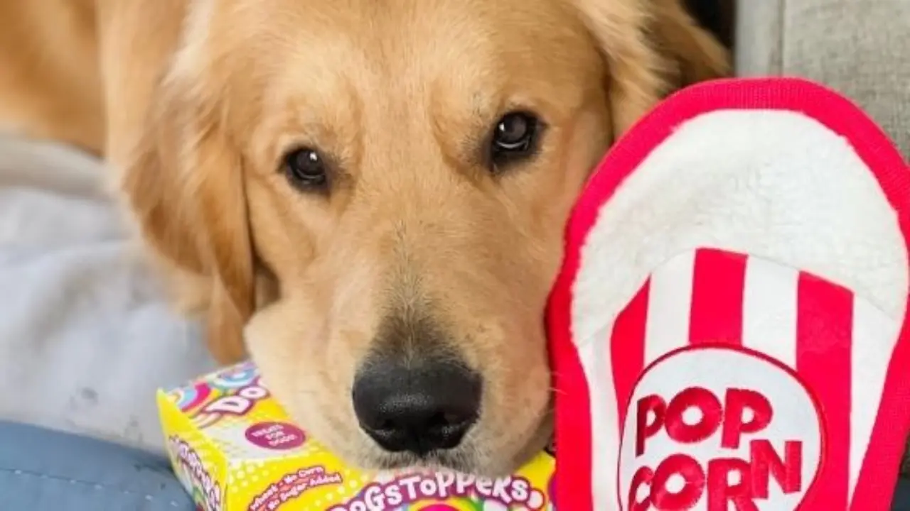 The Retrievers: Their Story & All You Need to Know