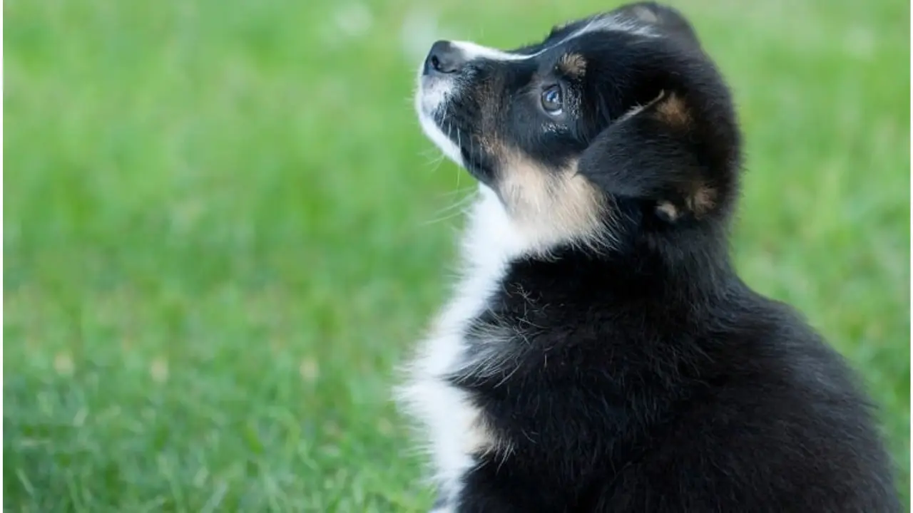 Auggie Dog: The Adorable Corgi and Miniature Australian Shepherd Mix